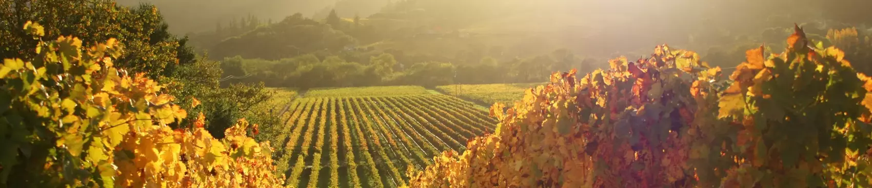 Become a Wine Road Northern Sonoma County member on CellarPass